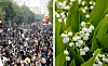 Discover May 1 traditions in France: Lily of the valley, workers ...