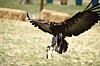 Vulture Attack at Bird Park Show in South France: Woman Suffers Leg ...