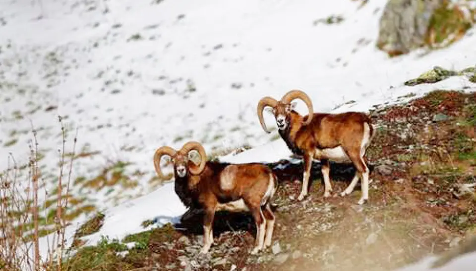Explore The Wildlife Photography Of Michel Fernandez In The Pyrenees Explore The Wildlife Photography Of Michel Fernandez In The Pyrenees