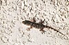 Mediterranean geckos spotted in northern France: What you need to know