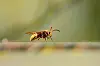 French authorities intensify efforts to trap Asian hornets in local gardens